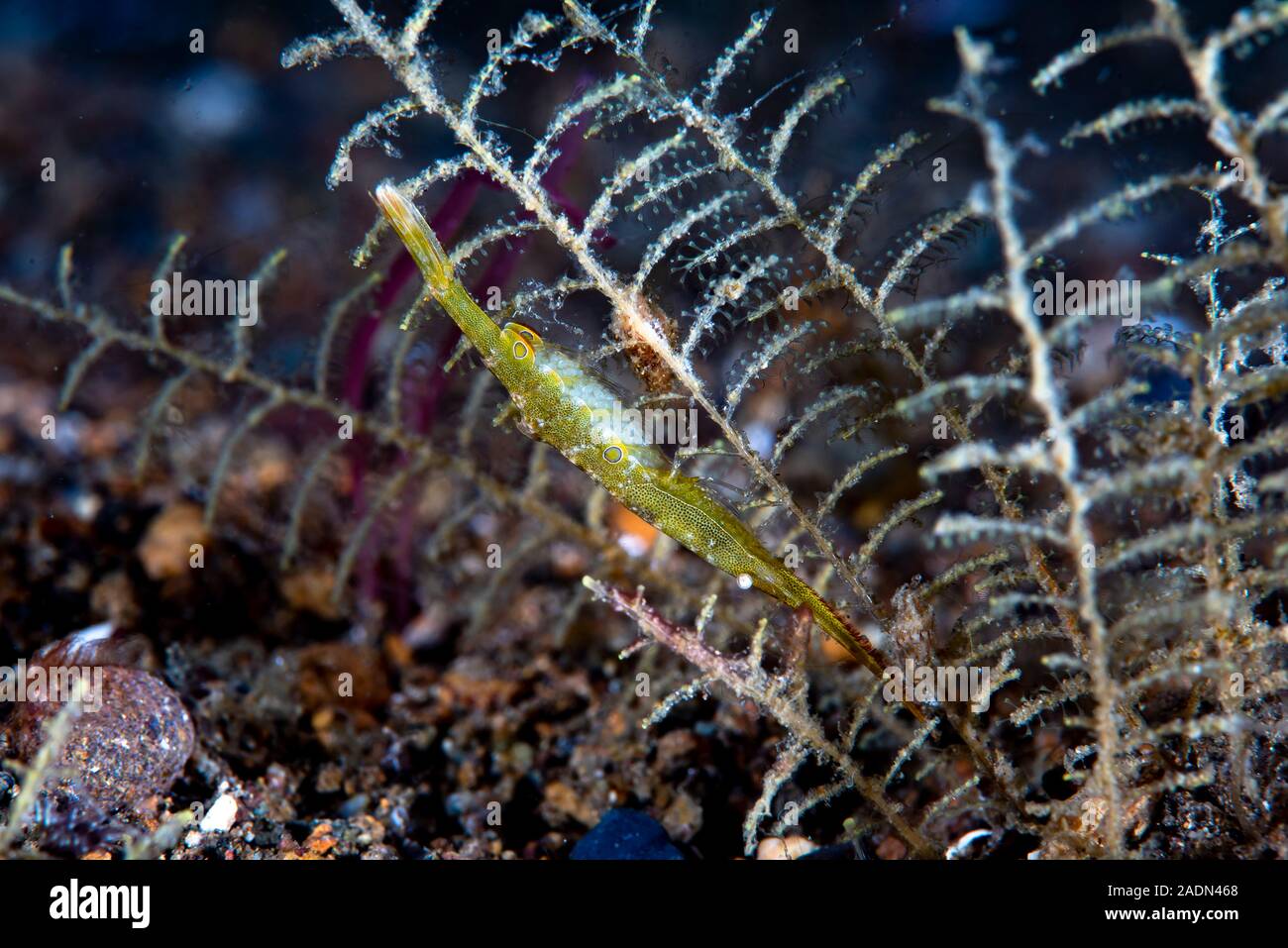 Ocellated tozeuma shrimp hi-res stock photography and images - Alamy