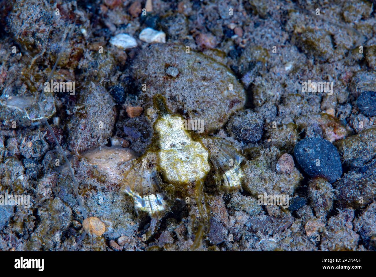 Dragon sea Moth Eurypegasus draconi Stock Photo - Alamy