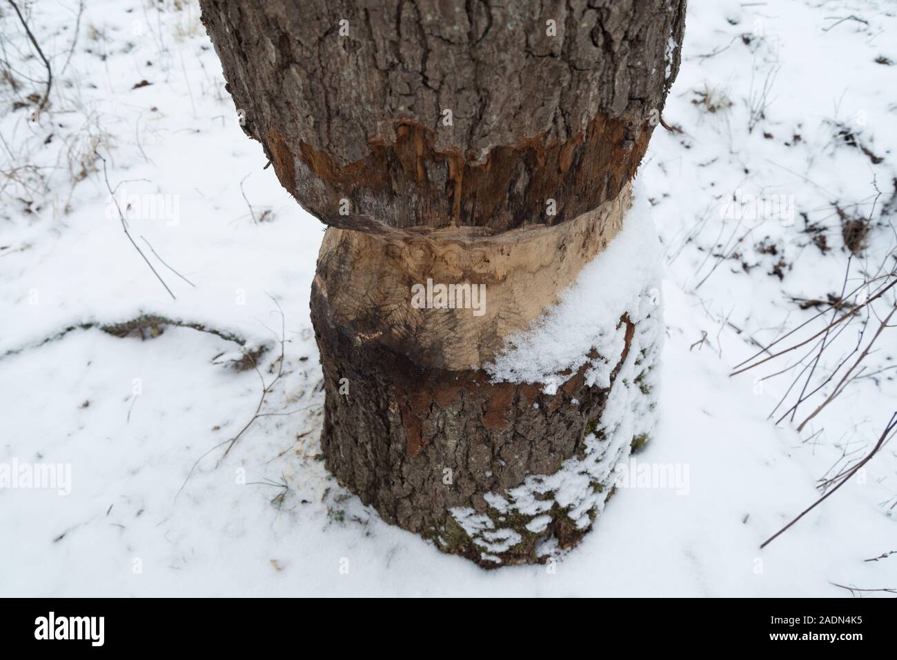 Bitten tree hi-res stock photography and images - Alamy