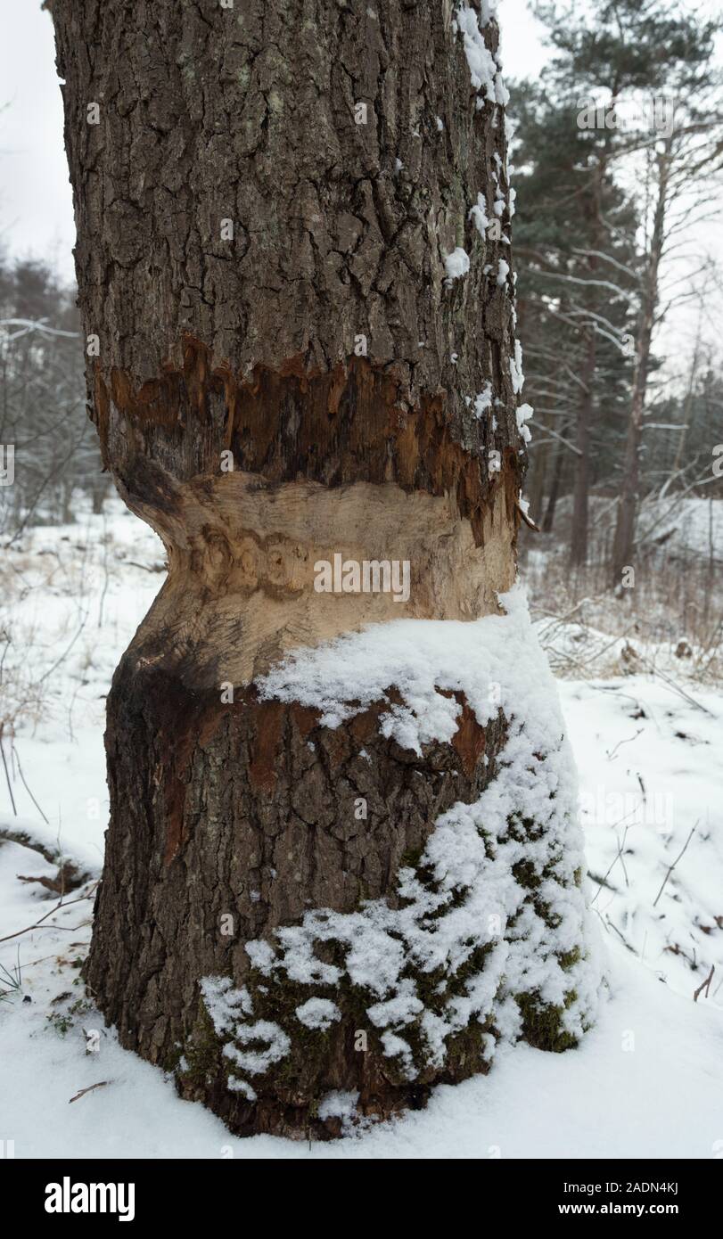 Beaver bitten tree in a winter Stock Photo - Alamy