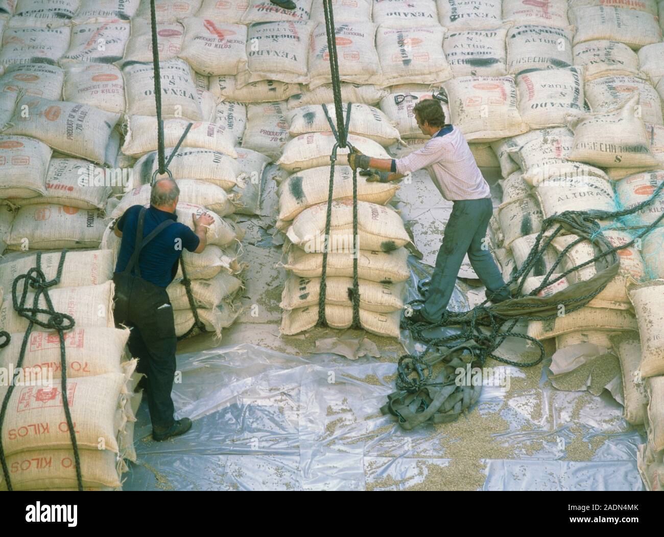 Unloading coffee. Freight workers guide sacks of Mexican coffee as they ...
