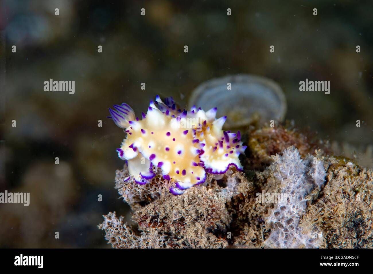 Reproduction nudibranch hi-res stock photography and images - Alamy