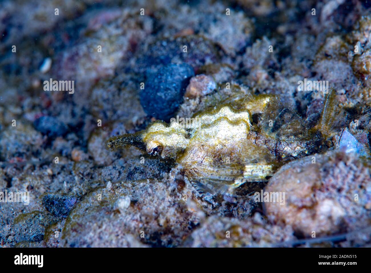 Dragon sea Moth Eurypegasus draconi Stock Photo - Alamy