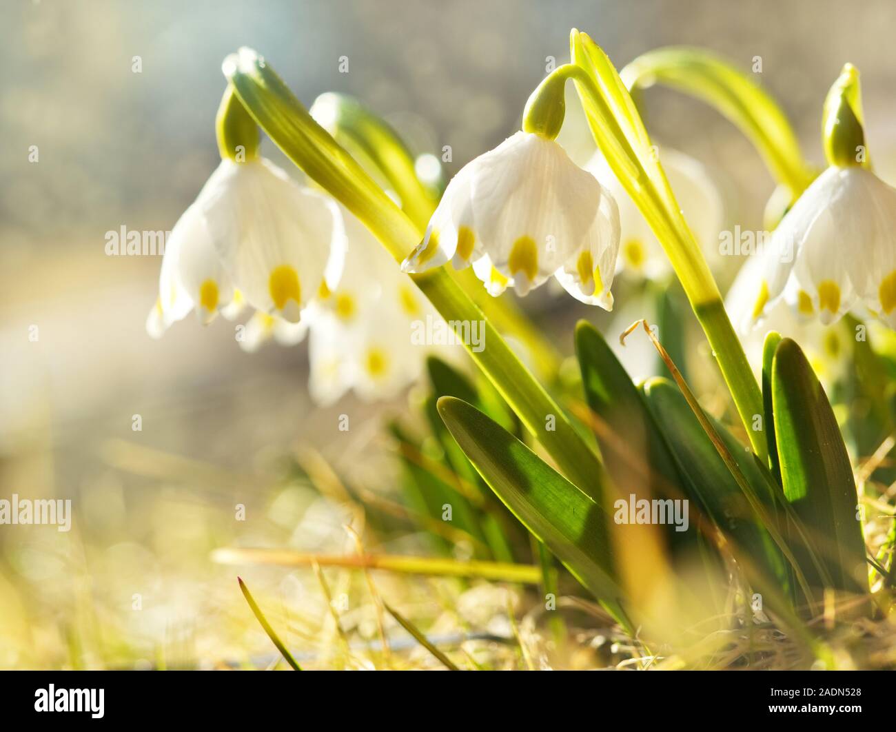 The first spring flowers, snowdrops in a meadow, a symbol of nature ...
