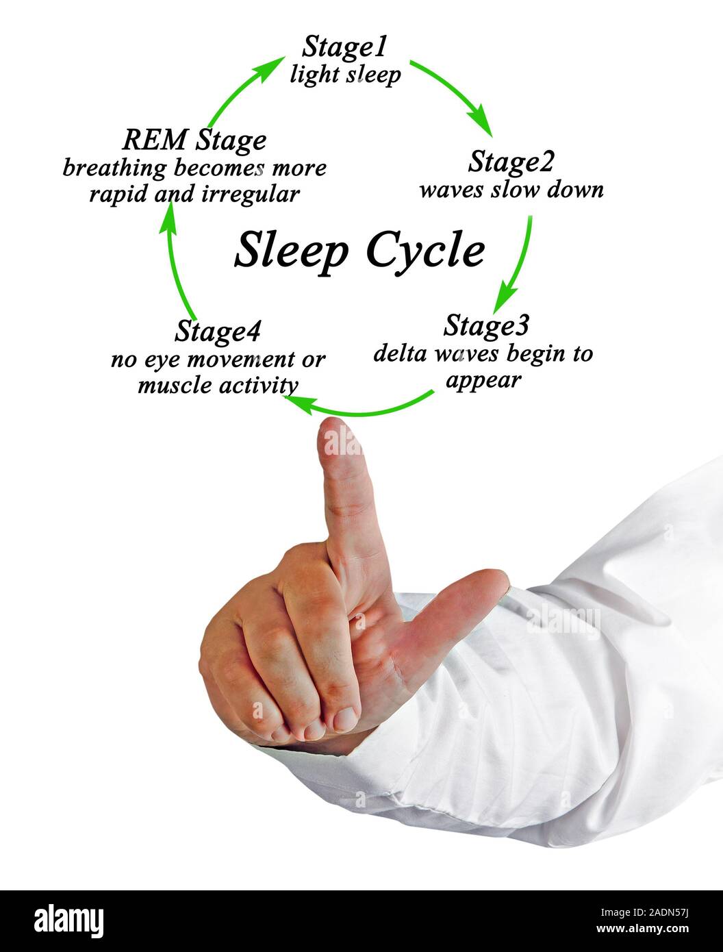 Stages of Sleep Cycle Stock Photo - Alamy