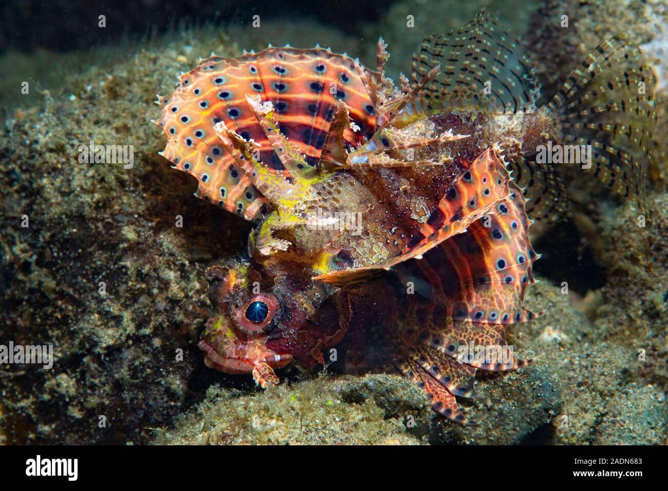 Dwarf Lionfish Dendrochirus brachypterus Stock Photo - Alamy