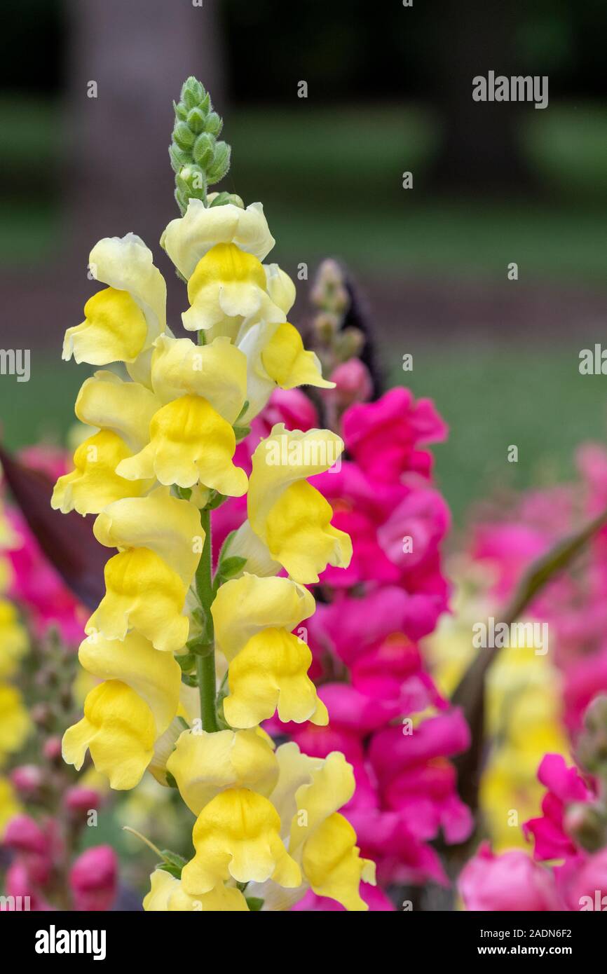 In A Snapdragon Flower High Resolution Stock Photography and Images - Alamy