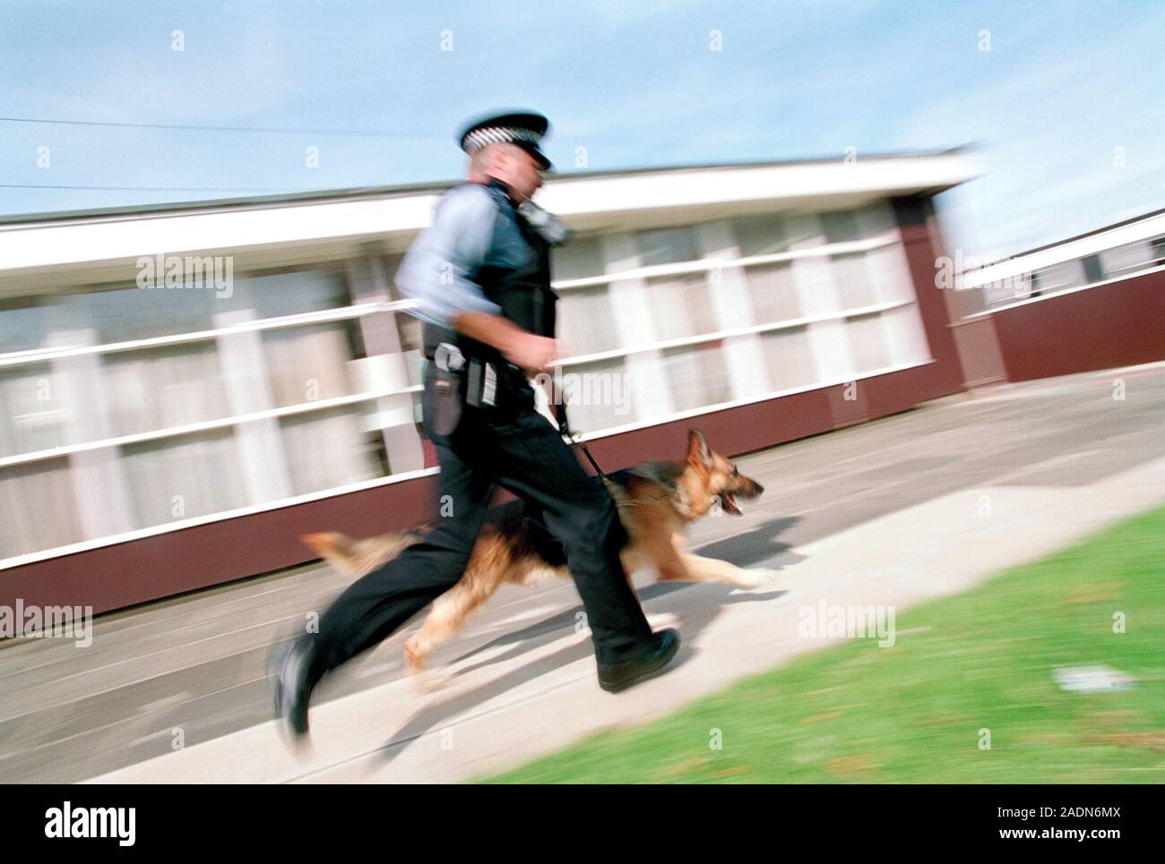 Police dog chase. Police dog and handler, wearing a stab-proof vest ...