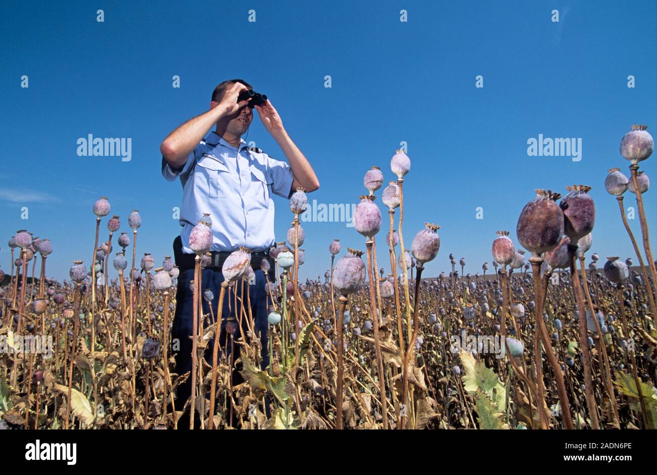 Opium poppy field patrol. Police officer keeping watch on an opium ...