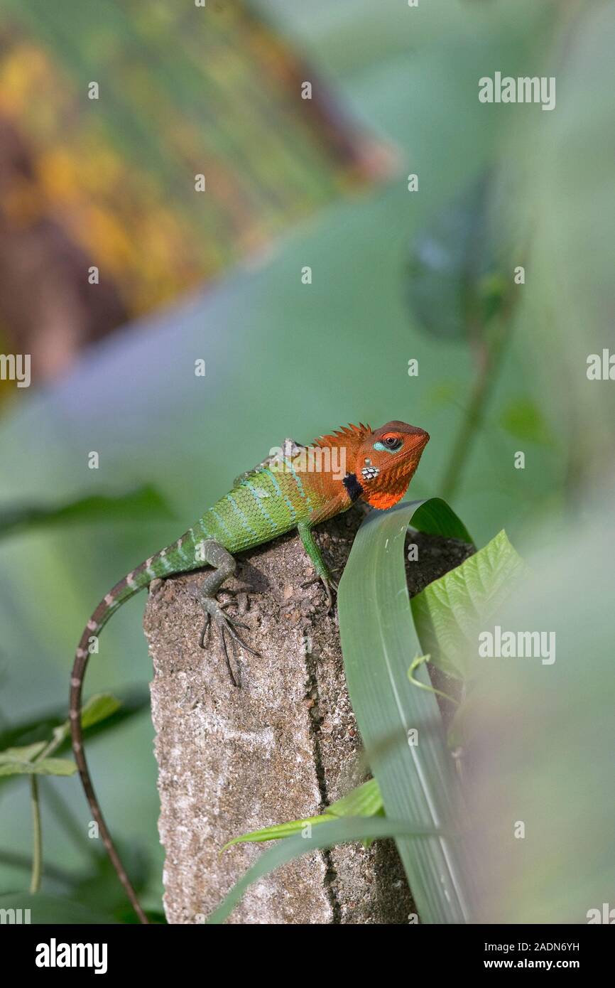Green forest lizard calotes hi-res stock photography and images - Alamy