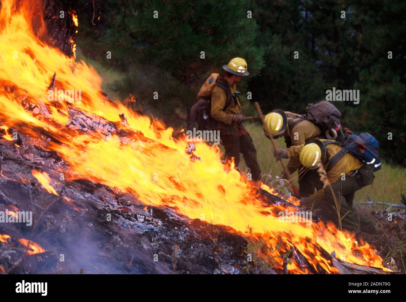 Firefighters. Firefighters constructing a firebreak. These firefighters ...