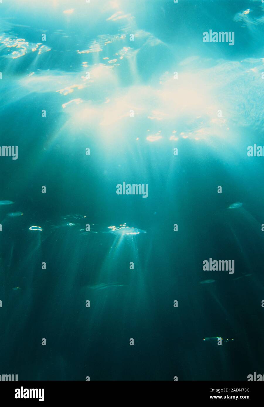 Sunlight underwater. Sun's rays seen from beneath the surface of the ...