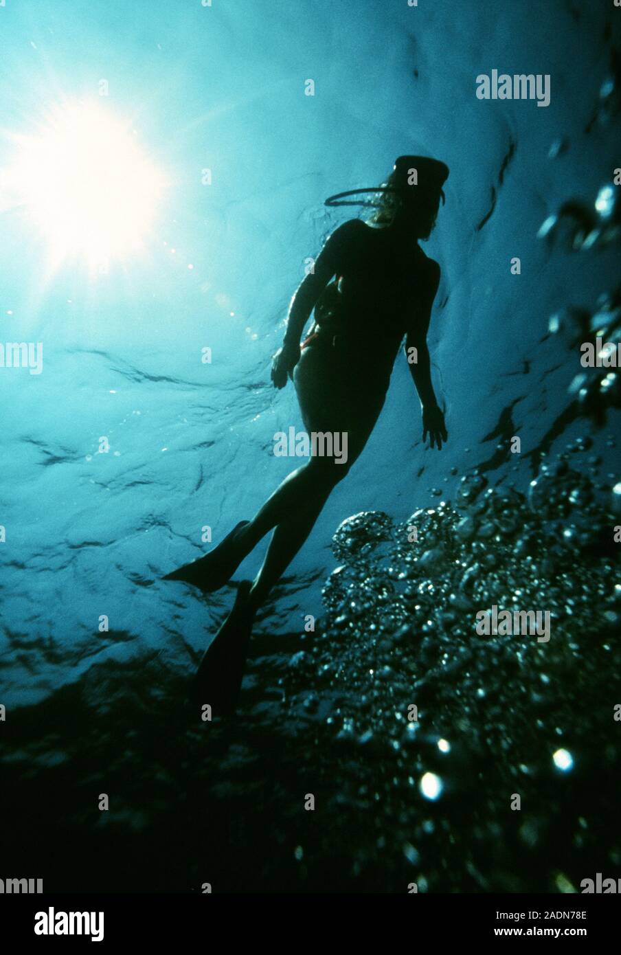 Scuba diver silhouetted against the surface of the water. Scuba is an ...