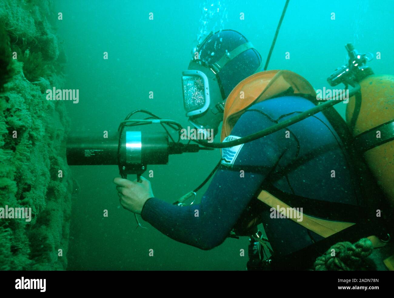 Scuba diver. Marine biologist surveying the flora and fauna of the ...