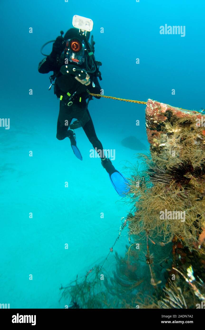 Divers exploring the Cross Wreck, a Japanese navy patrol boat sunk in ...