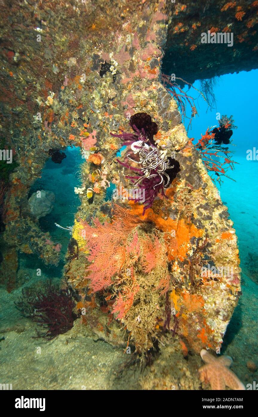 Shipwreck interior. This small wreck appears to be a coastal patrol ...