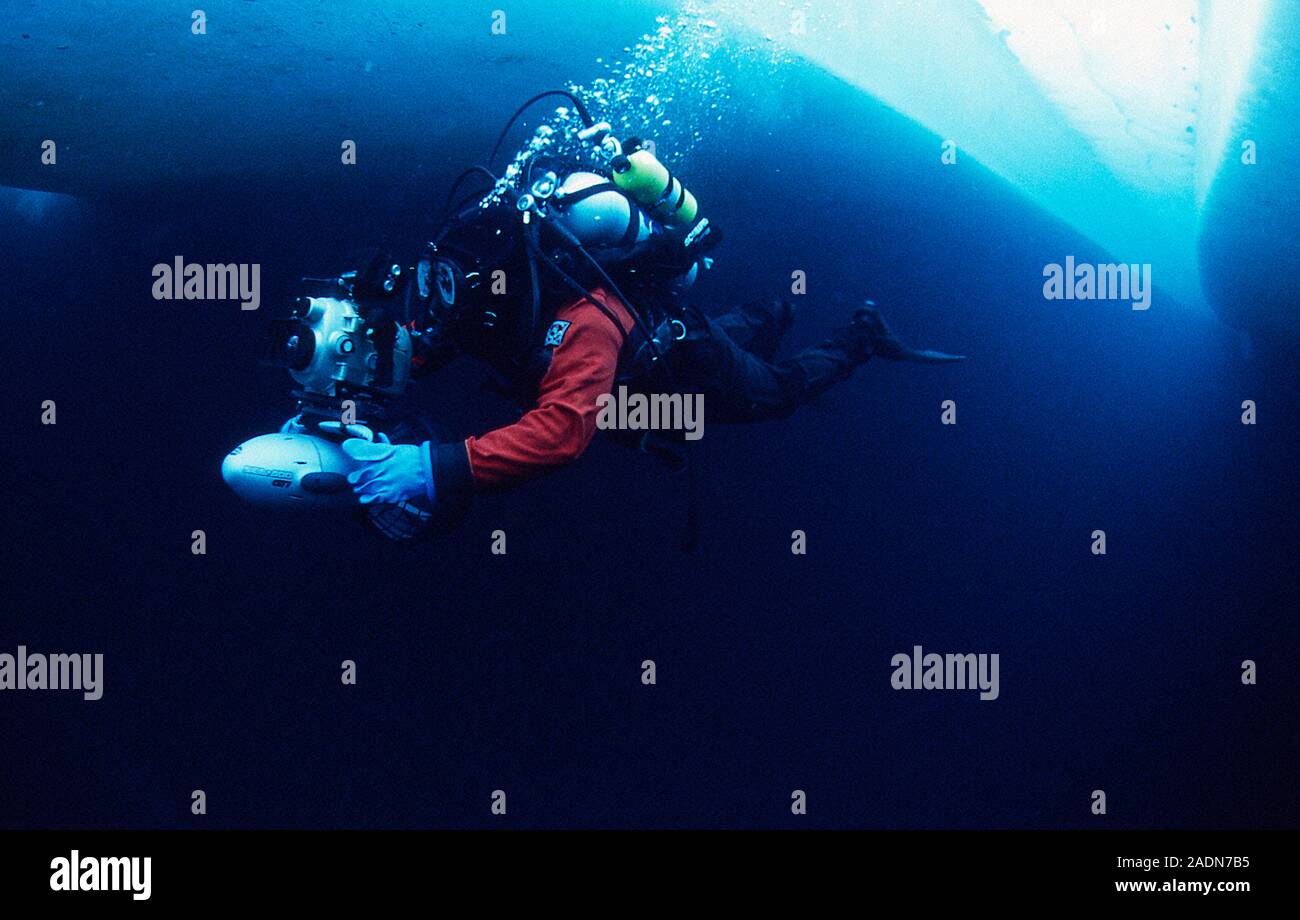 Ice diving. A diver swims beneath frozen Arctic sea ice using an ...