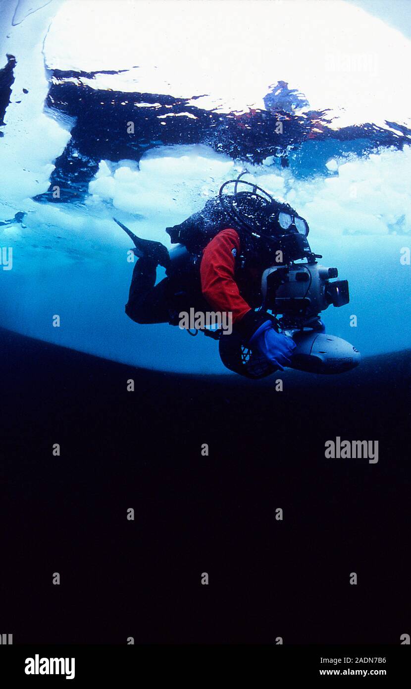 Ice diving. A diver swims beneath a man-made crack in frozen Arctic sea ...