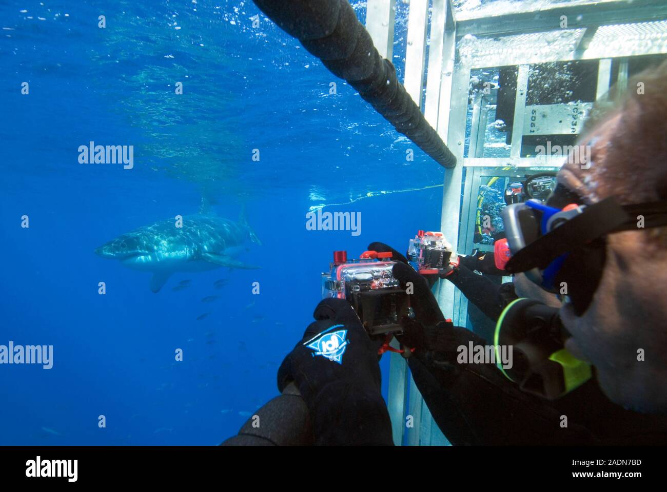 Shark watching. Divers inside a shark cage watching and photographing a ...
