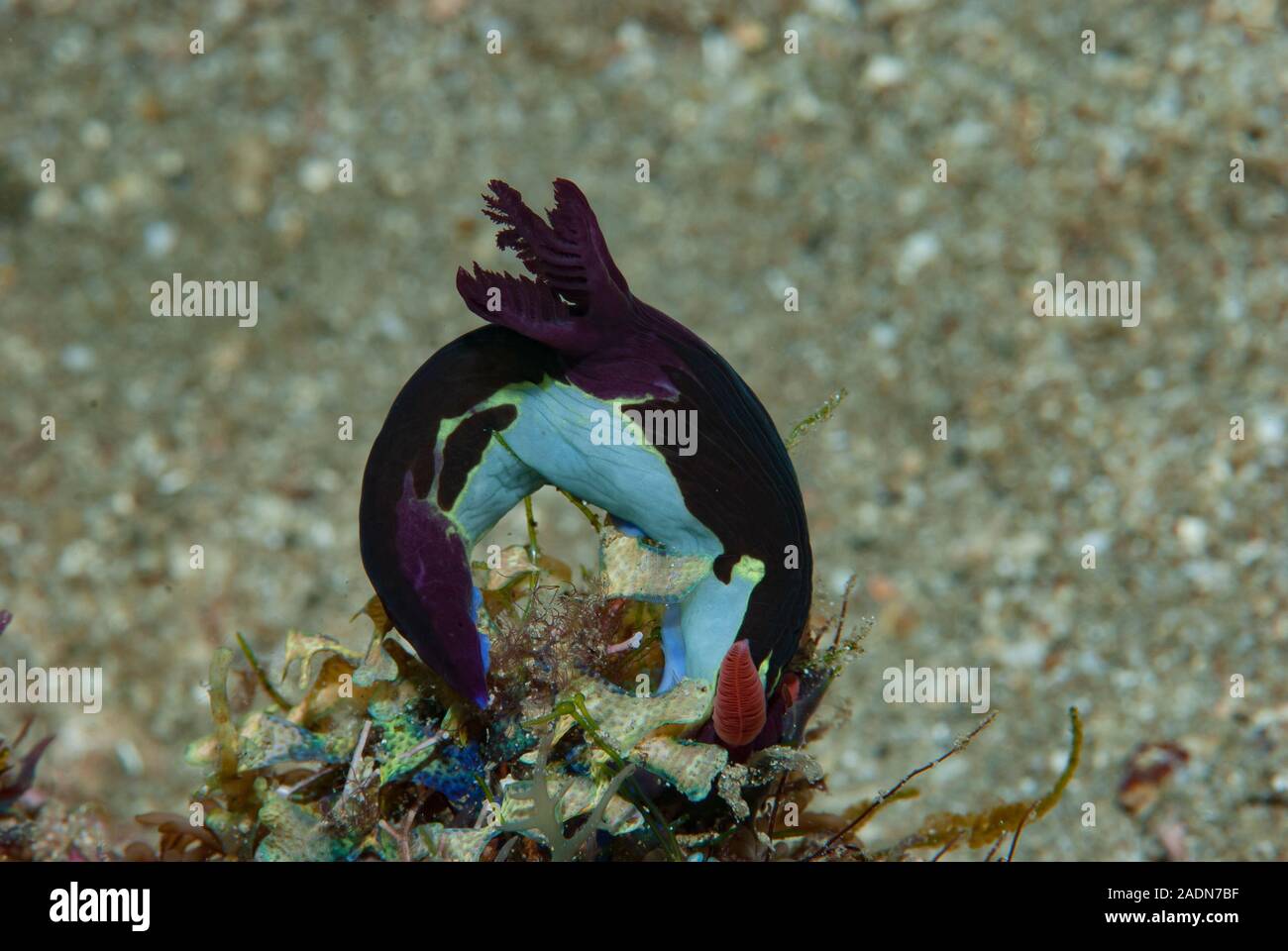 Nudibranch anatomy hi-res stock photography and images - Alamy