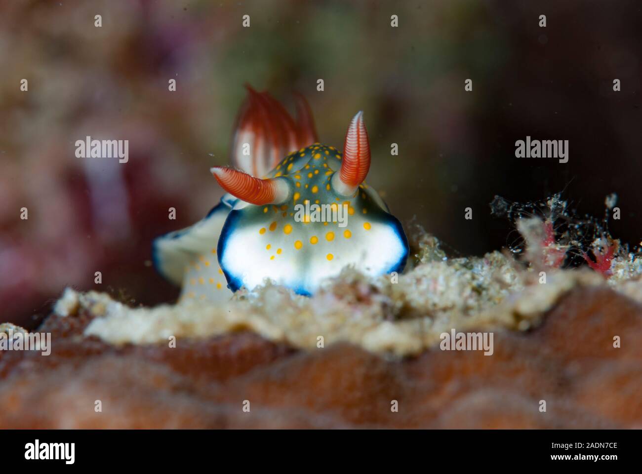 Nudibranch anatomy hi-res stock photography and images - Alamy