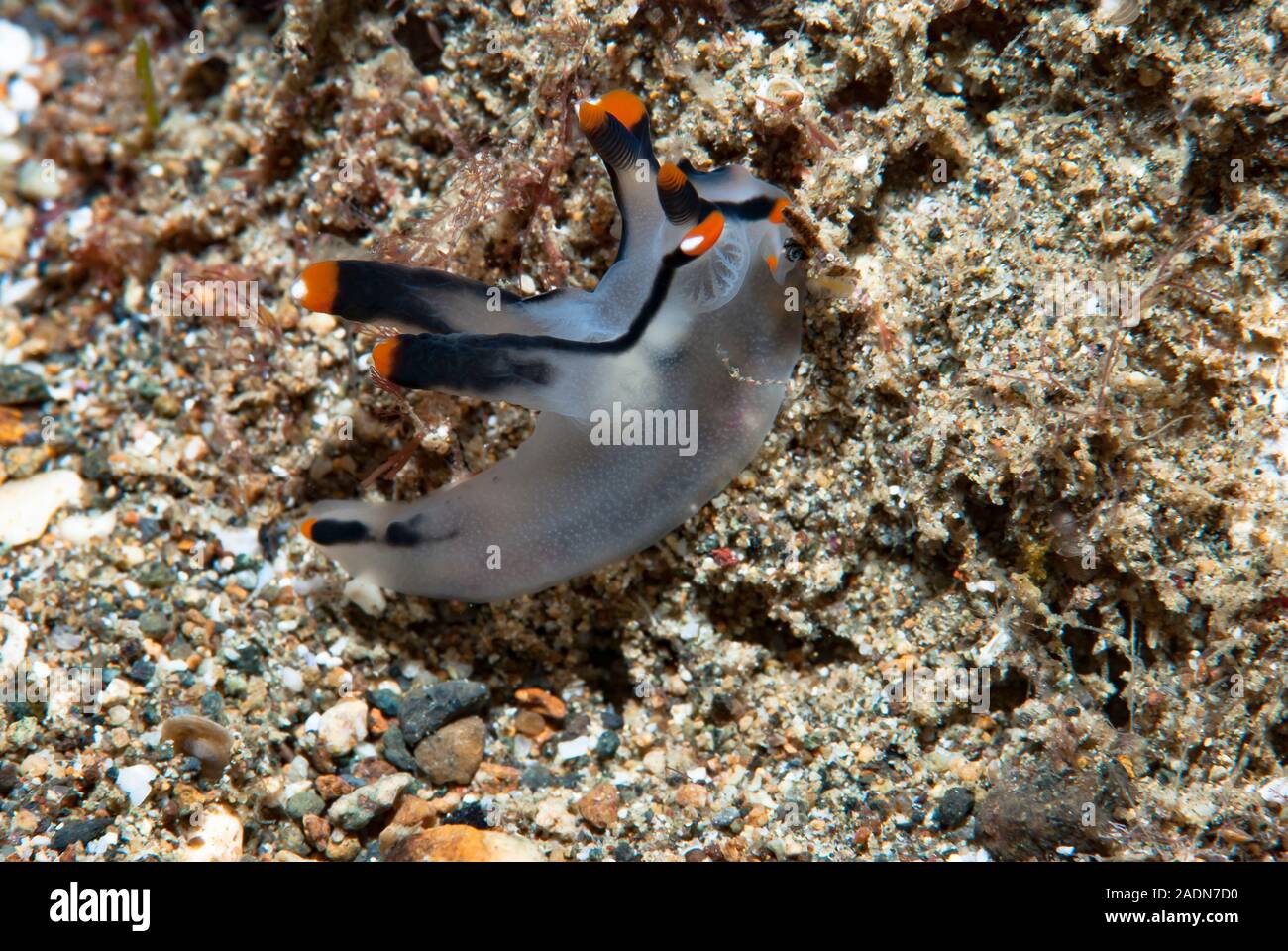 Nudibranch anatomy hi-res stock photography and images - Alamy