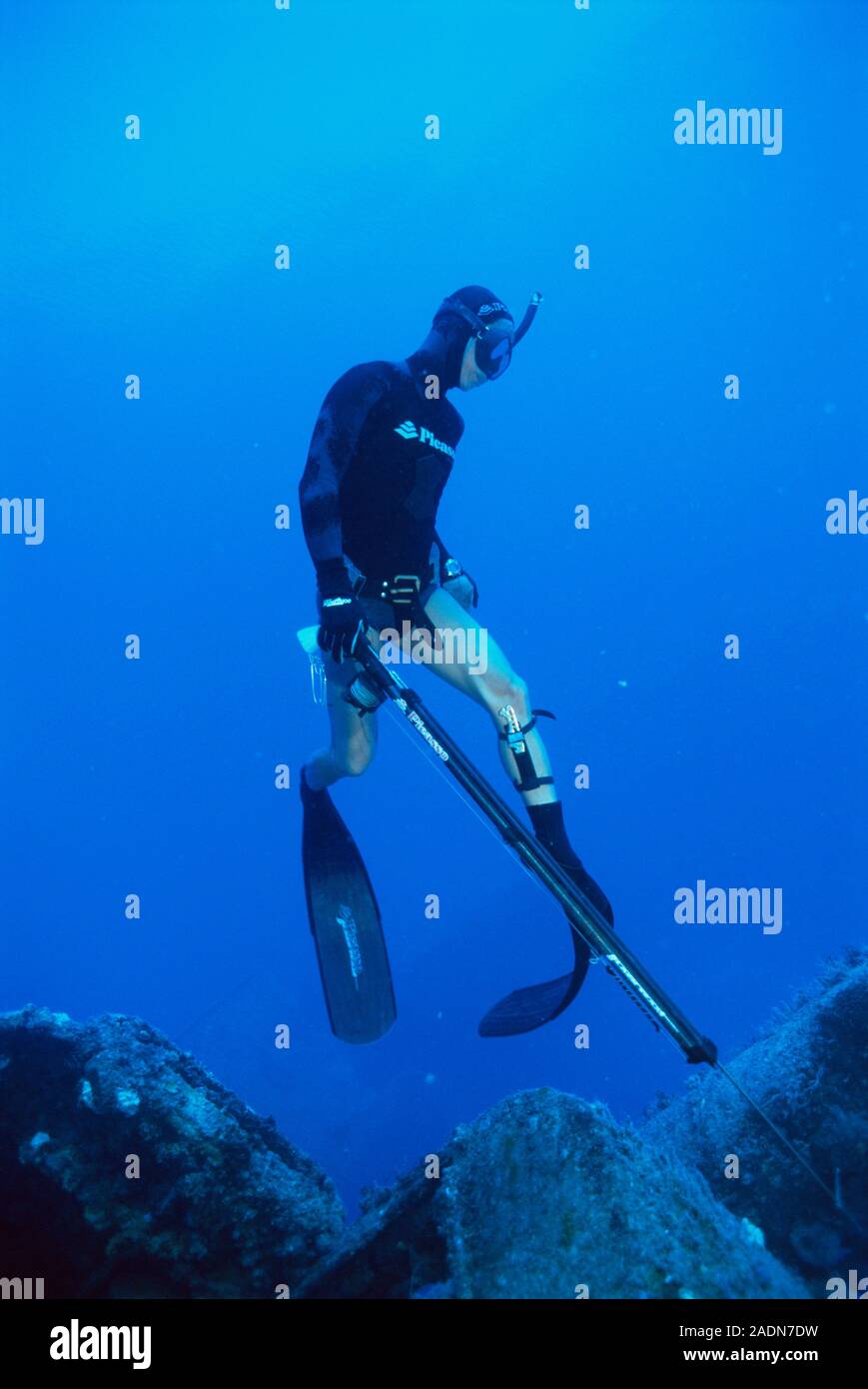 Spearfishing. Diver ascending from a practice dive at 26 metres for the ...