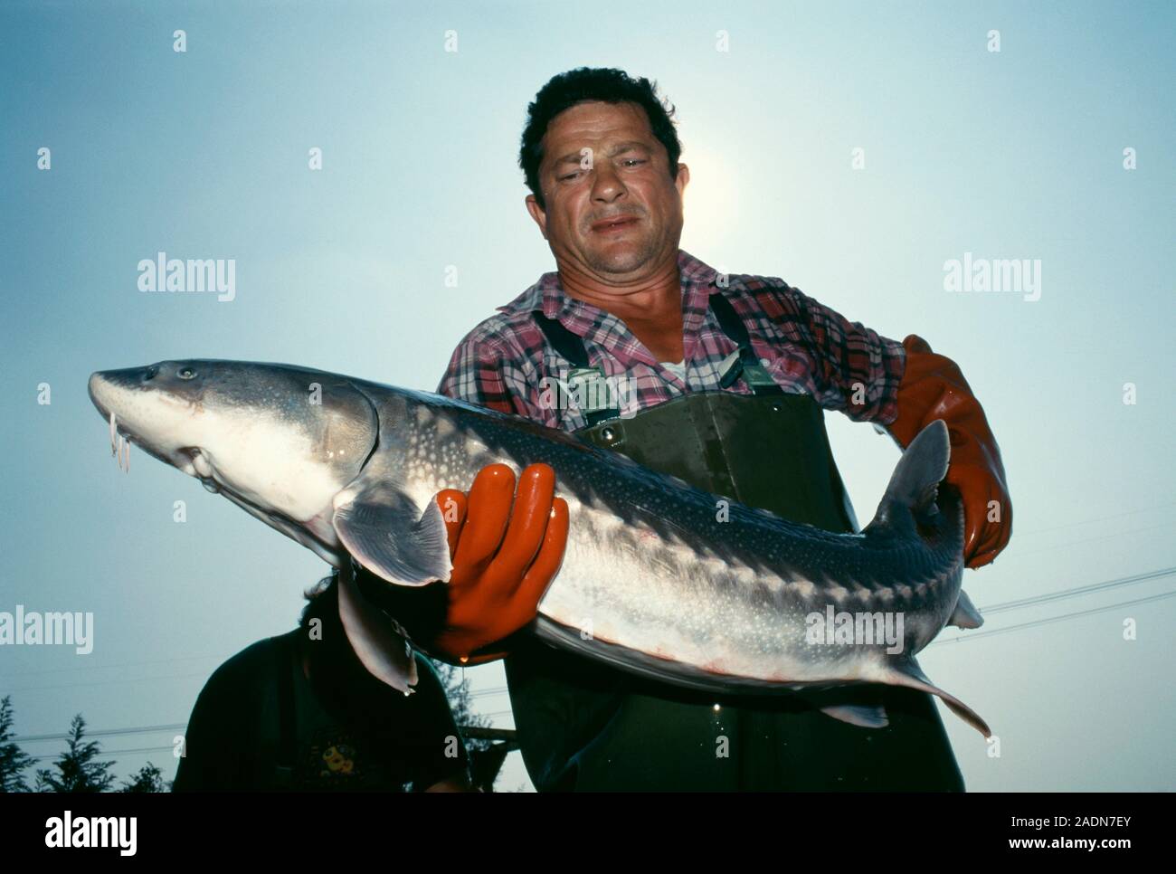 Sturgeon fish. Fisherman holding a sturgeon (Acipenser sp.) fish. The ...