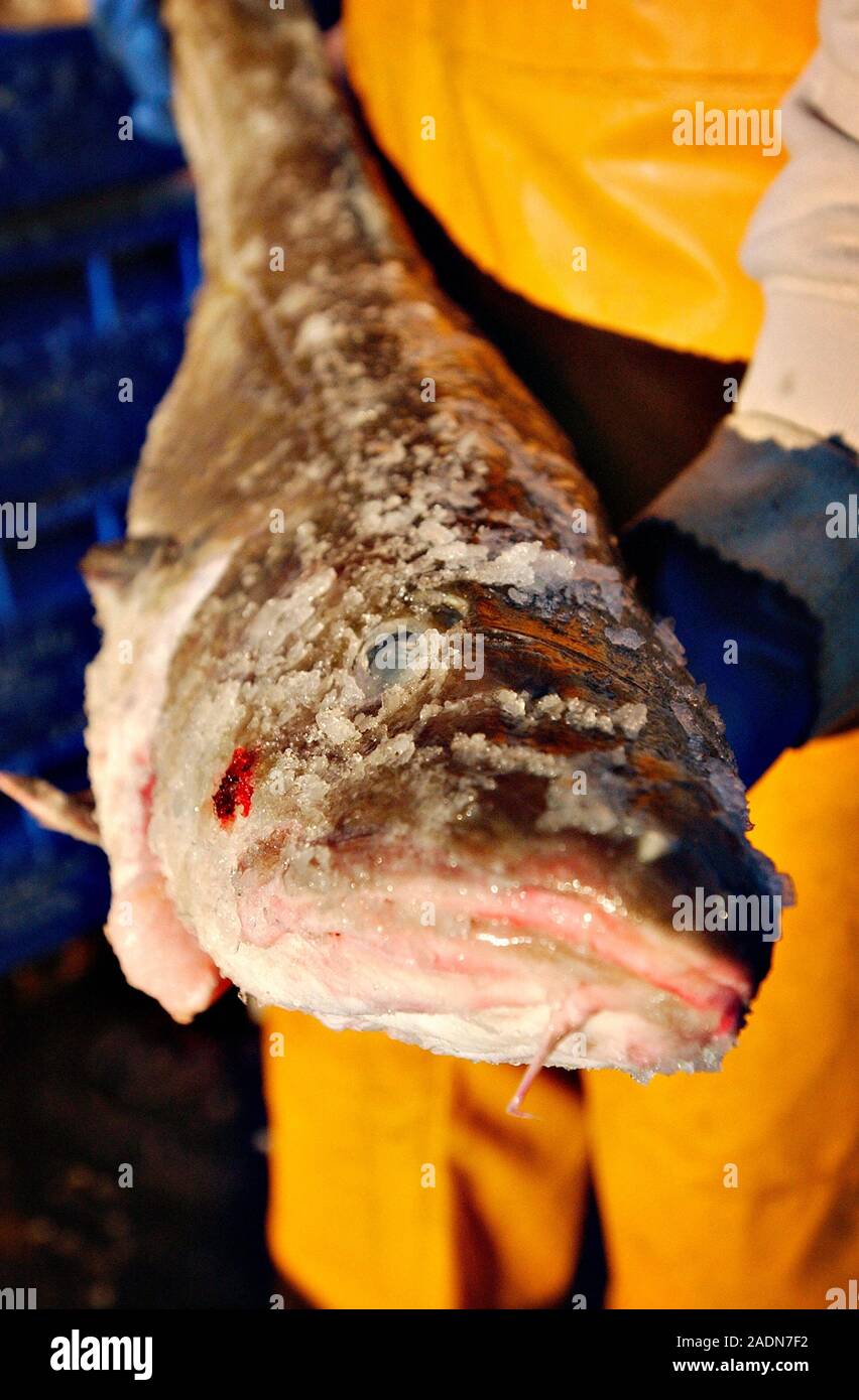 Freshly caught cod (Gadus sp.) being held by a fisherman. The fish is ...