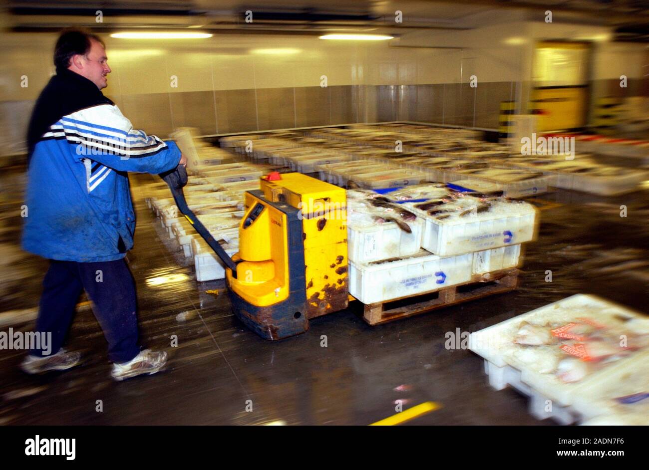 Fish market. Worker moving crates of fresh fish at a fish market ...