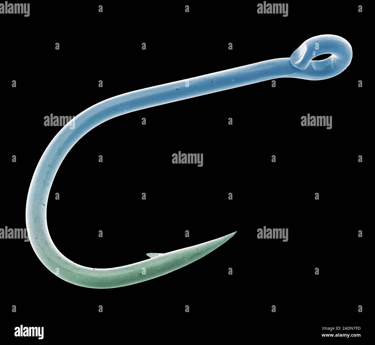 Barbed fishing hook, coloured scanning electron micrograph (SEM). The ...