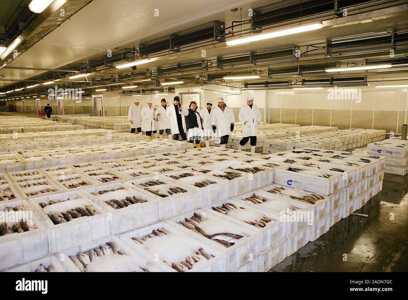 MODEL RELEASED. Fish market. Quality control inspectors viewing the ...