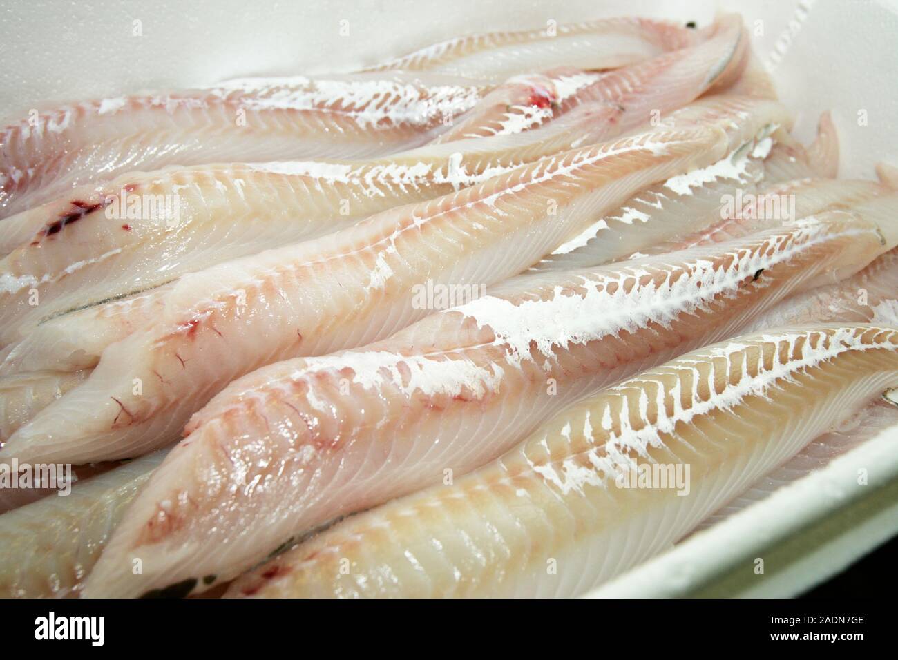 Haddock fillets. Cleaned and skinned haddock fillets in boxes ready for ...