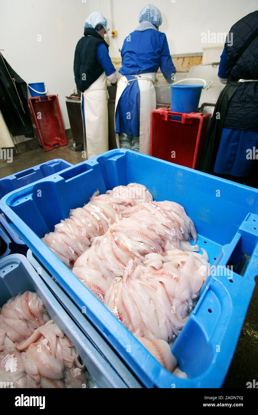 Plaice fillets in crates prior to being frozen. Photographed at a ...