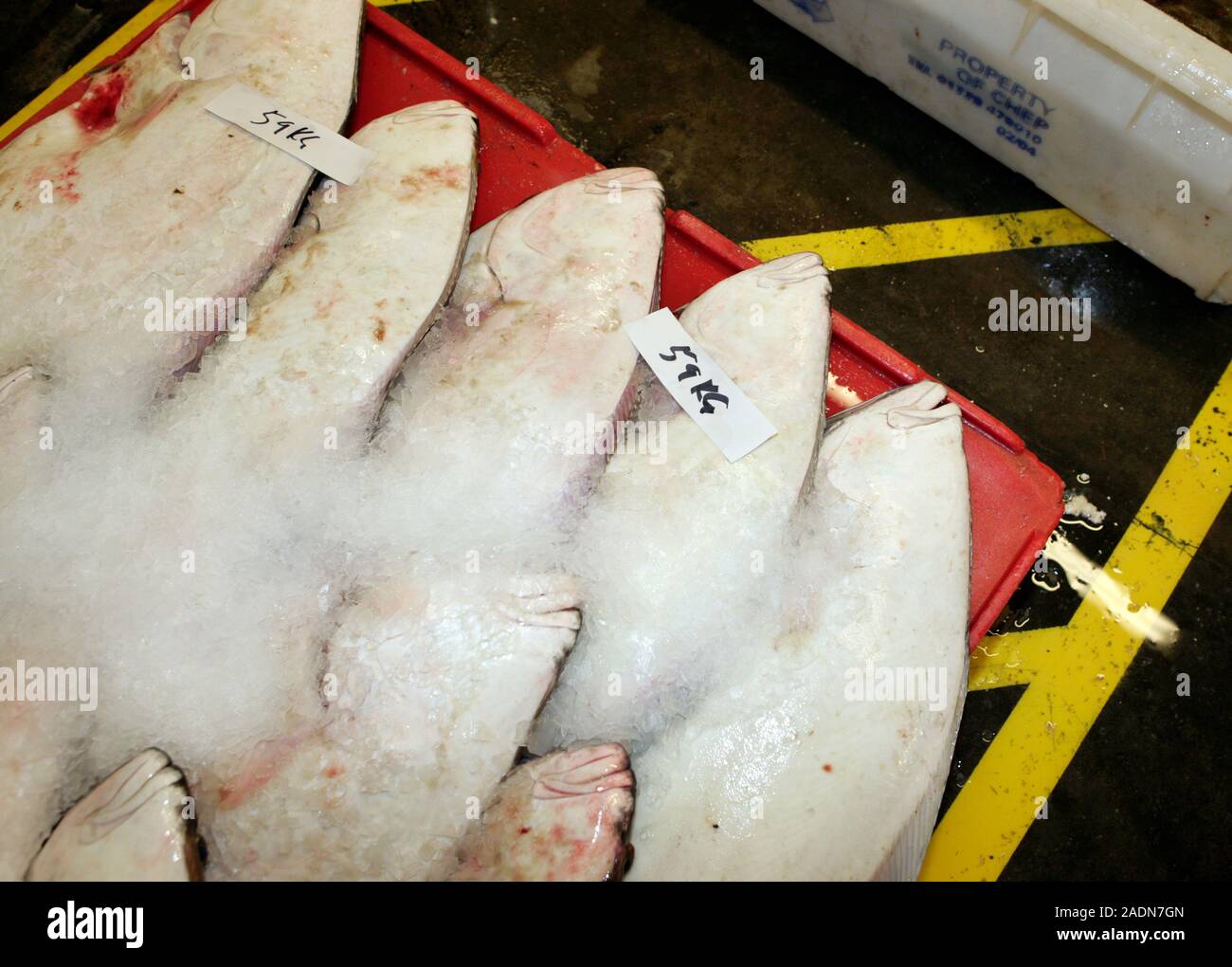 Freshly caught fish, cleaned and boxed in ice ready for sale at a ...