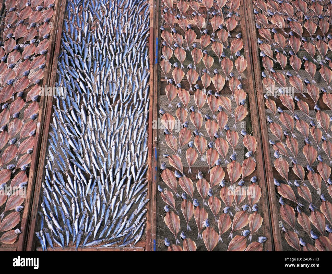 Fish being dried on racks. Photographed in Fatima, Portugal Stock Photo ...
