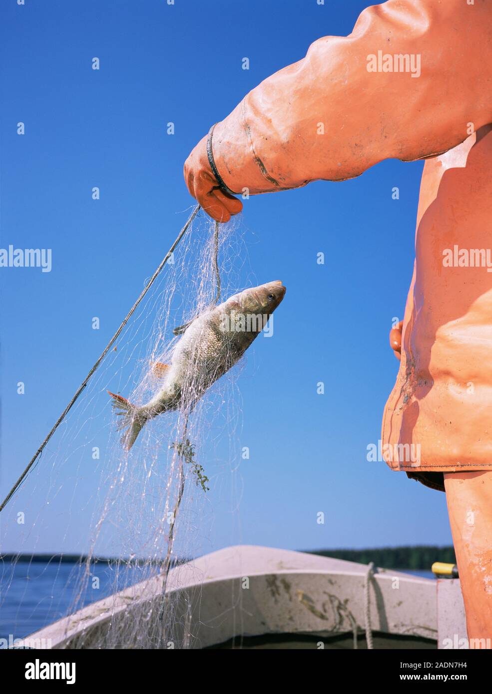 Catching a european perch fish (Perca fluviatilis). Photographed at ...