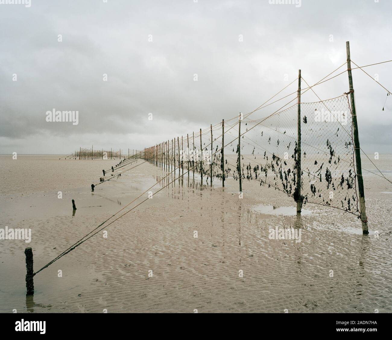 Salmon nets. These nets, seen in an estuary at low tide, are strung on ...