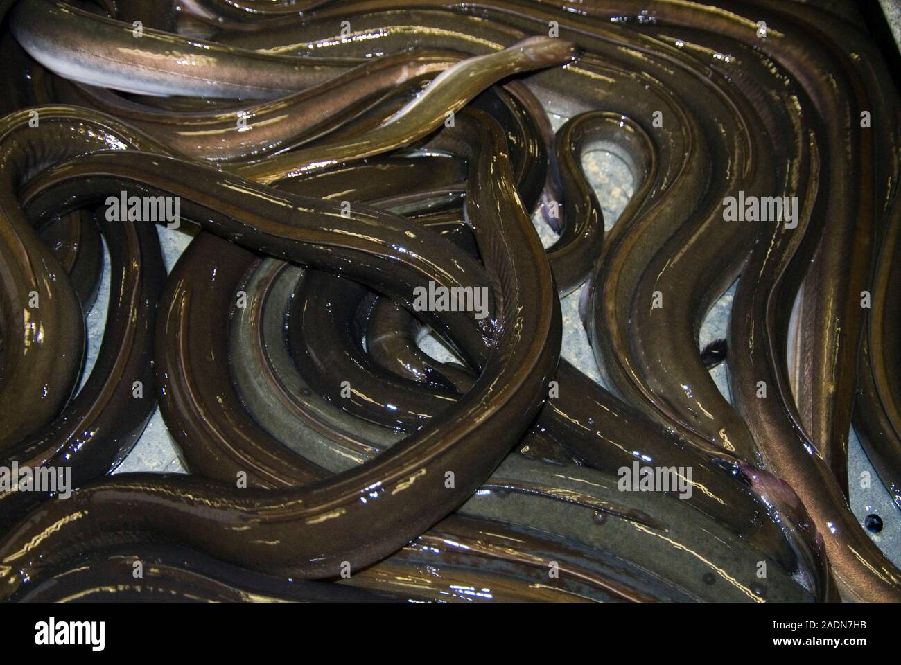 Fresh eels at a fish market Stock Photo - Alamy