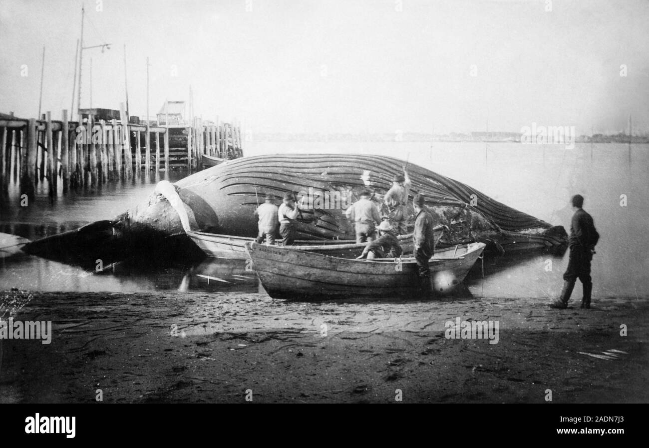 Cutting up a whale. Whalers cutting up a blue whale (Balaenoptera ...
