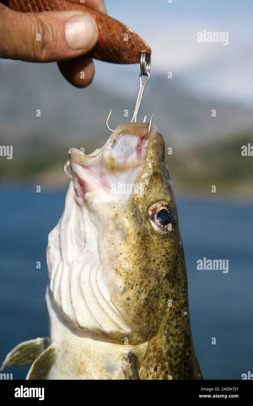 Atlantic cod (Gadus morhua) caught on a fishing hook Stock Photo - Alamy