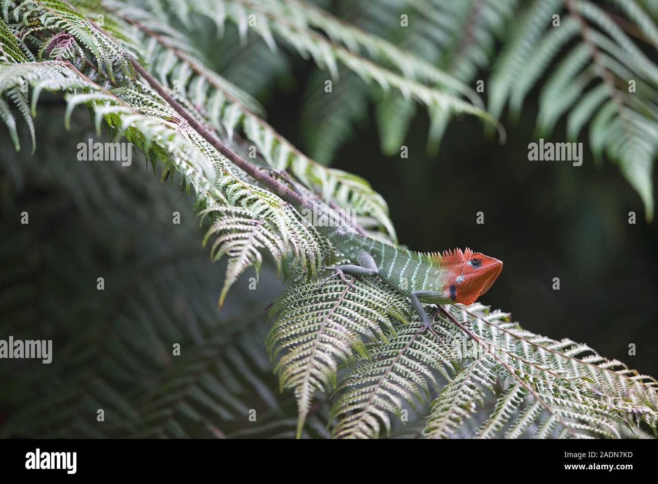 Calotes indian lizard hi-res stock photography and images - Alamy