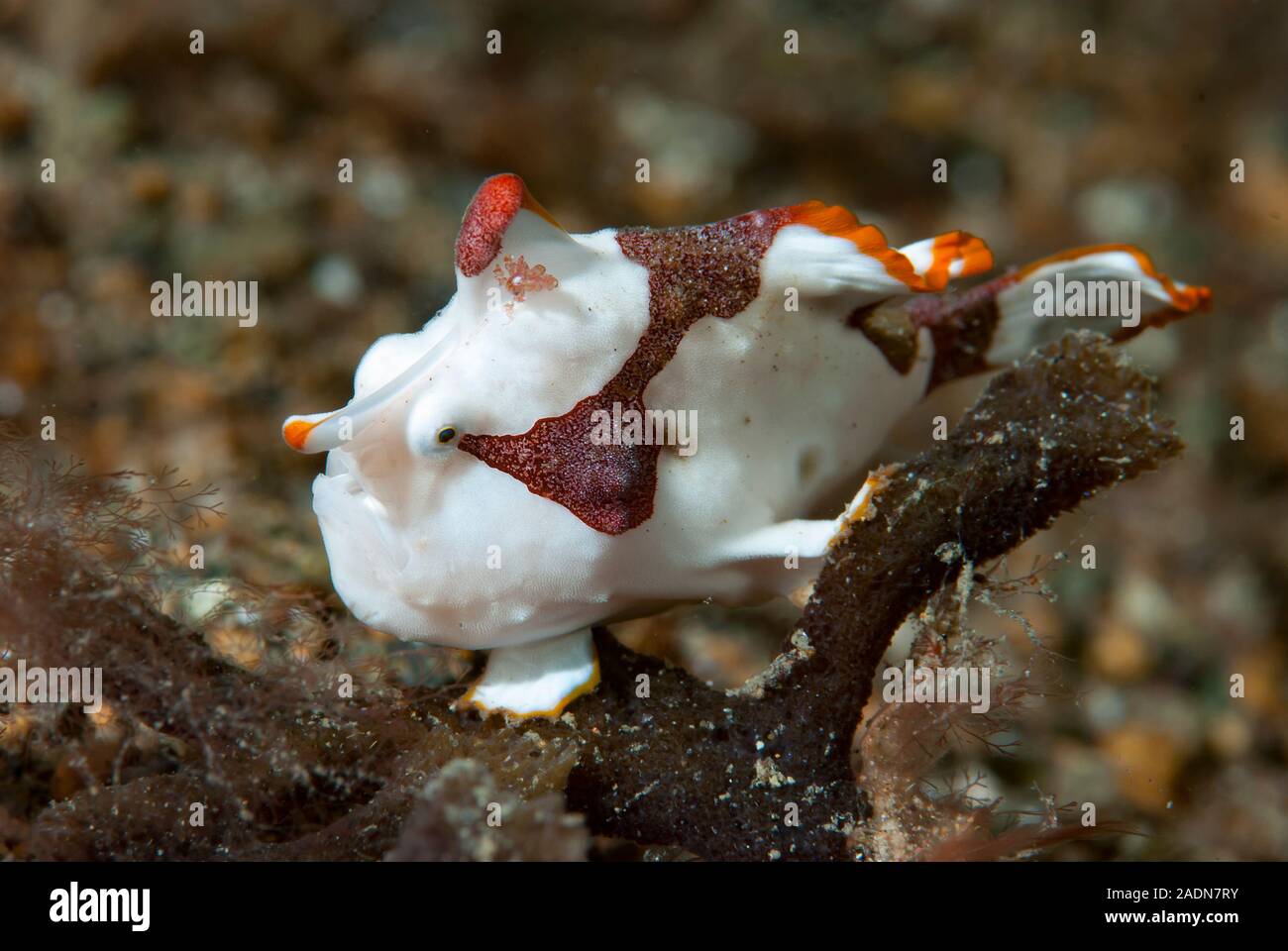 Warty frogfish hi-res stock photography and images - Alamy