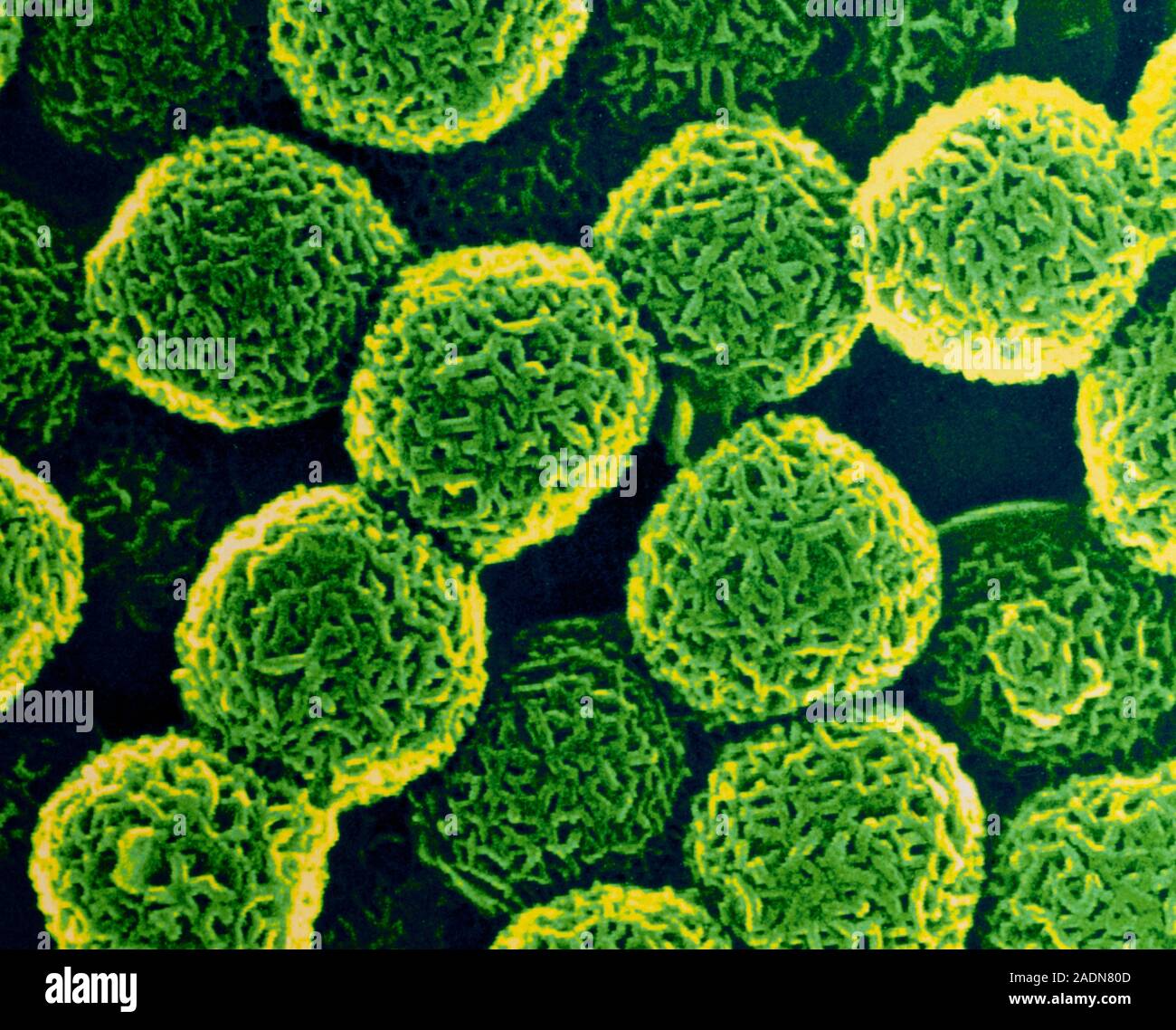 Synthetic shells. Coloured scanning electron micrograph of synthetic ...