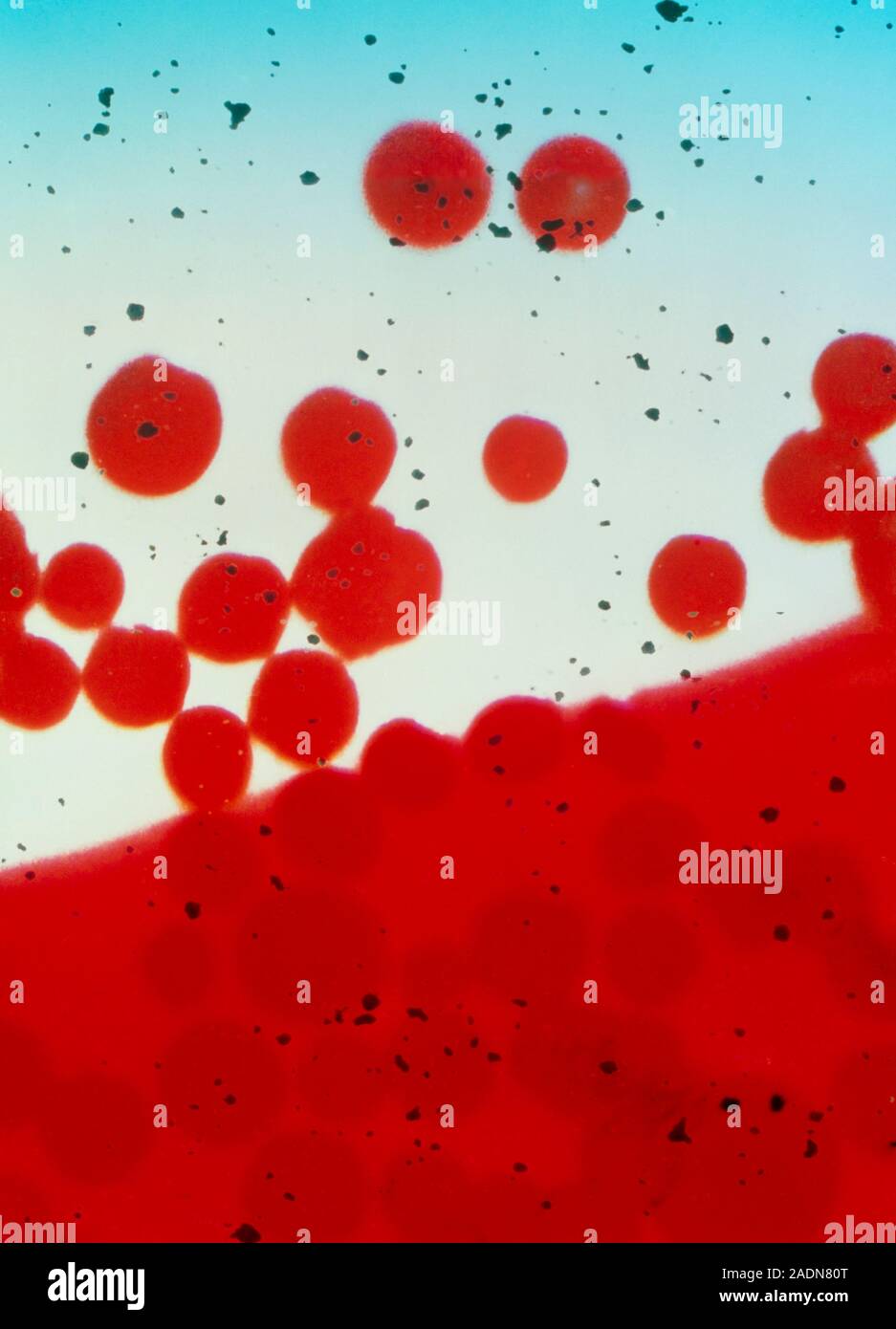 Self-healing plastic. Light micrograph of microcapsules (red circles ...