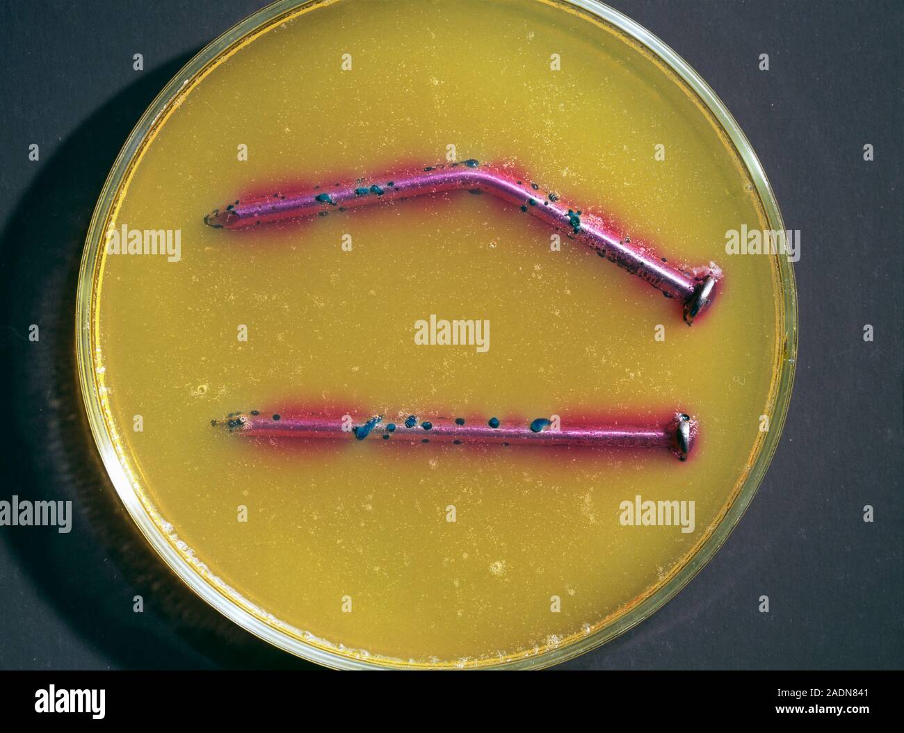 Corrosion test. Nails being tested for corrosion (blue spots). They are ...