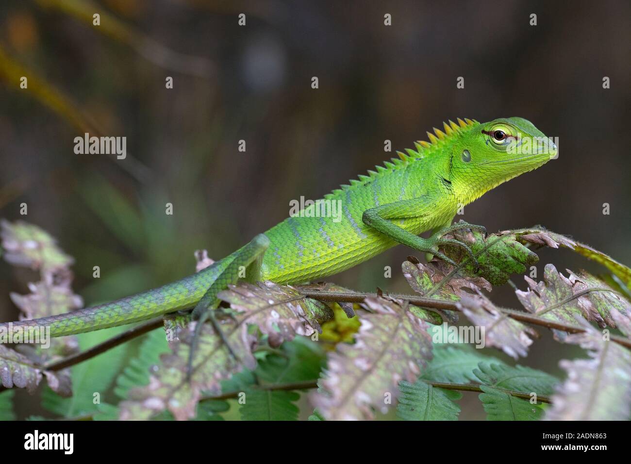 Green forest lizard hi-res stock photography and images - Alamy