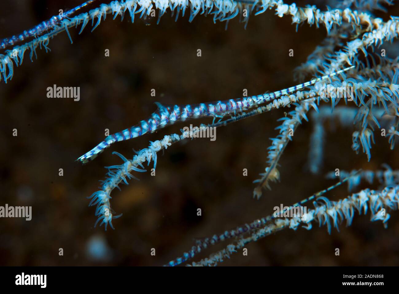 Saw blade shrimp hi-res stock photography and images - Alamy