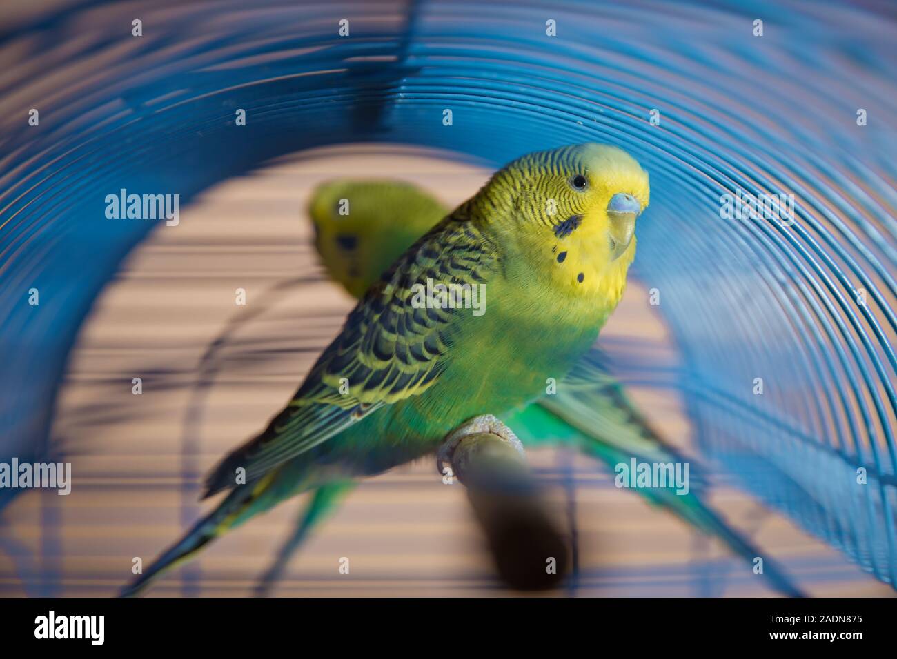 Parakeets . Green wavy parrot sits in a cage . Rosy Faced Lovebird ...