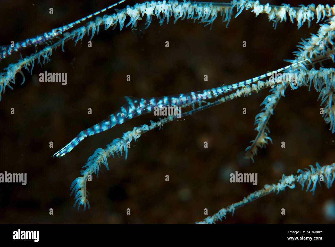 Saw-Blade Shrimp Tozeuma armatum Stock Photo - Alamy